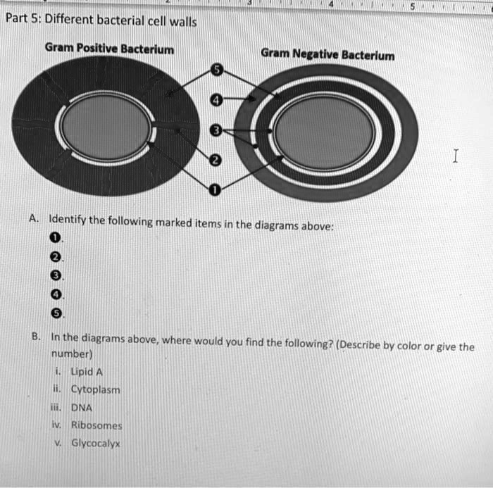 part 5 different bacterial cell walls gram positive bacterium gram negative bacterlum identify ...