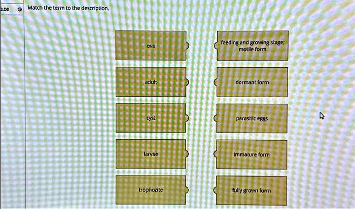 000 match the term to the description ova parasitic eggs adult fully ...
