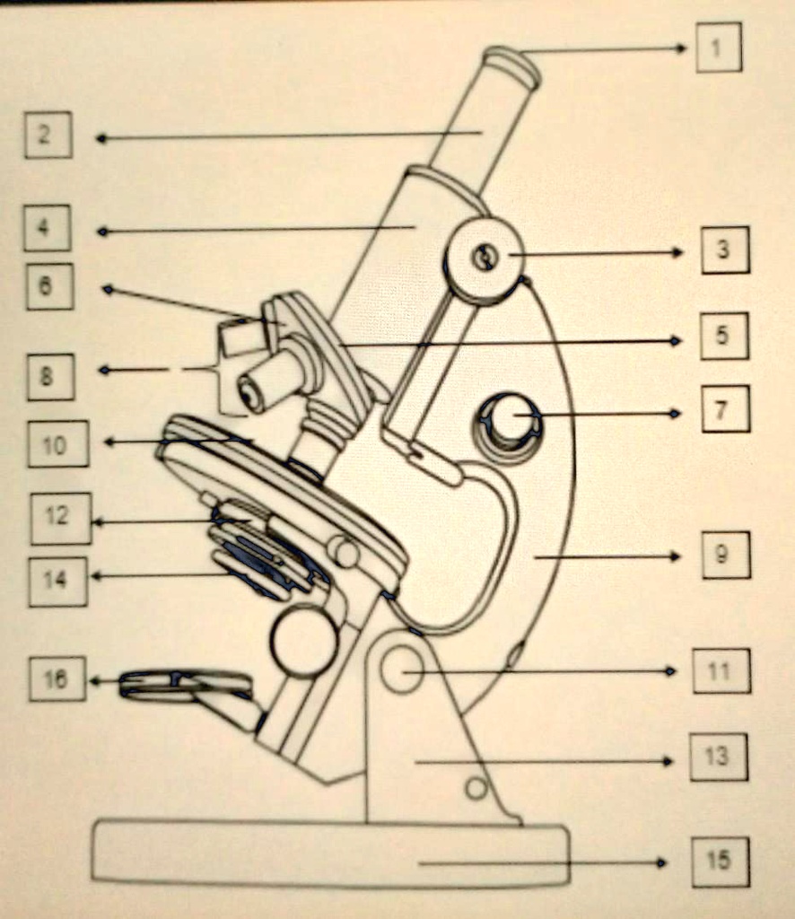 SOLVED: 'parts of the microscope'