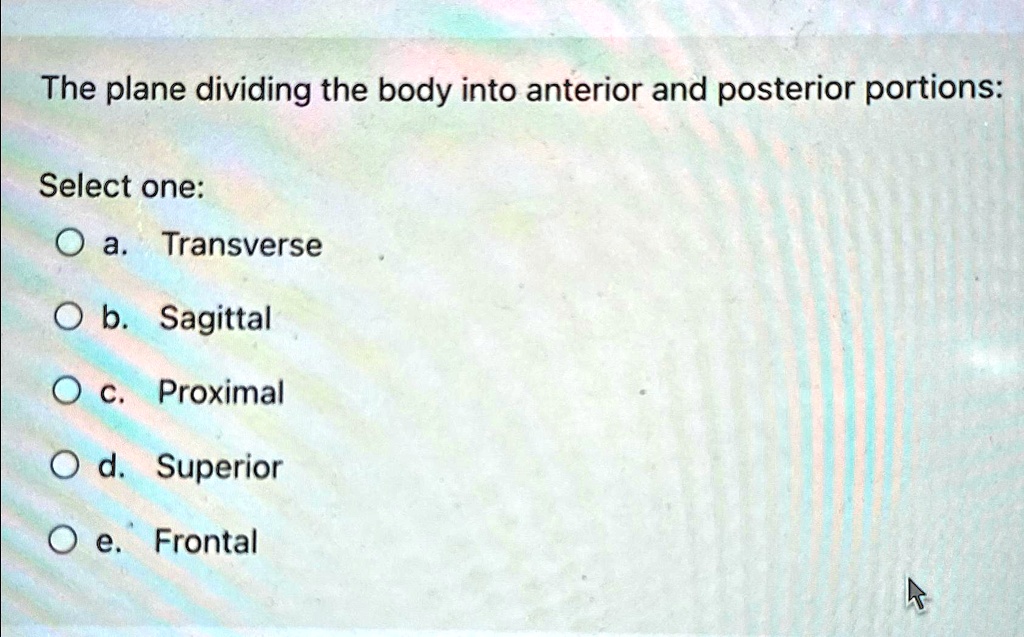 The plane dividing the body into anterior and posterior portions ...