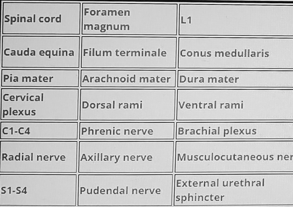 Spinal cord Foramen magnum L1 Cauda equina Filum terminale Conus ...