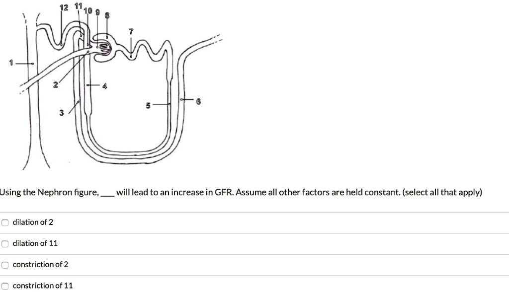 10 using the nephron figure will lead to an increase in gfr assume all ...