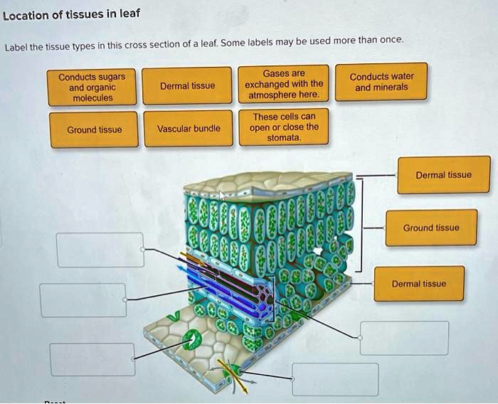 Location of tissues in leaf Label the tissue types in this cross ...