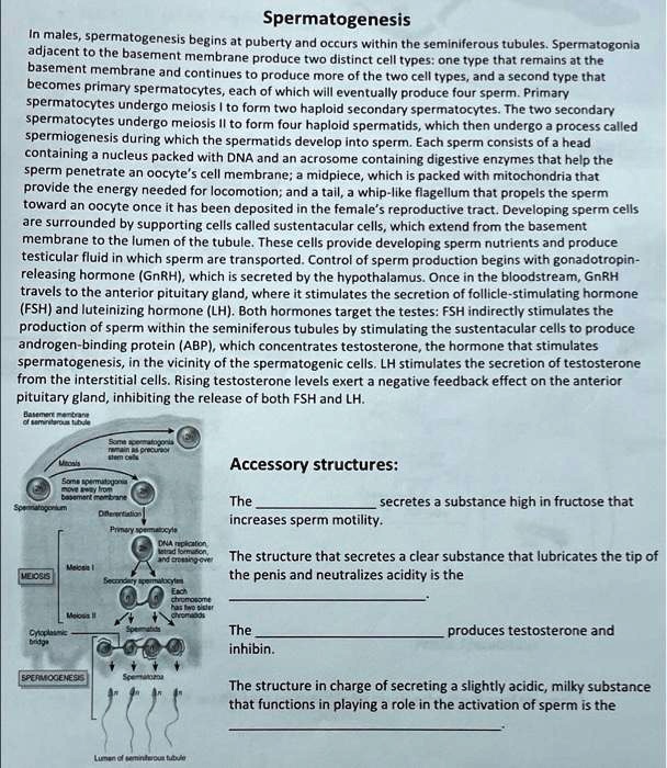 SOLVED: Spermatogenesis Spermatocytes undergo meiosis II to form four ...