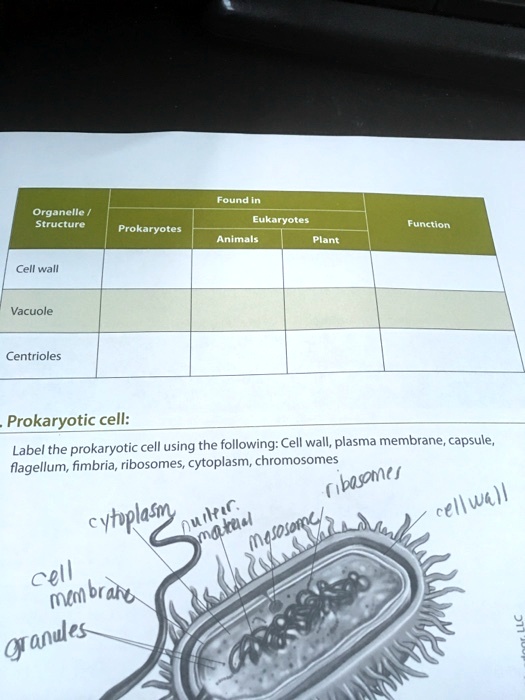 SOLVED: Foundn Organcllc Stnuctunt eukaryotes Fuction Prokaryotes ...