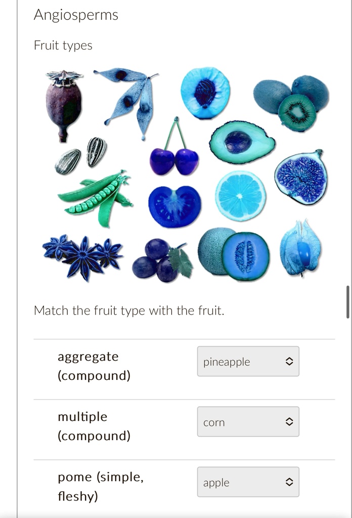 Angiosperms Fruit types Match the fruit type with the fruit. aggregate ...