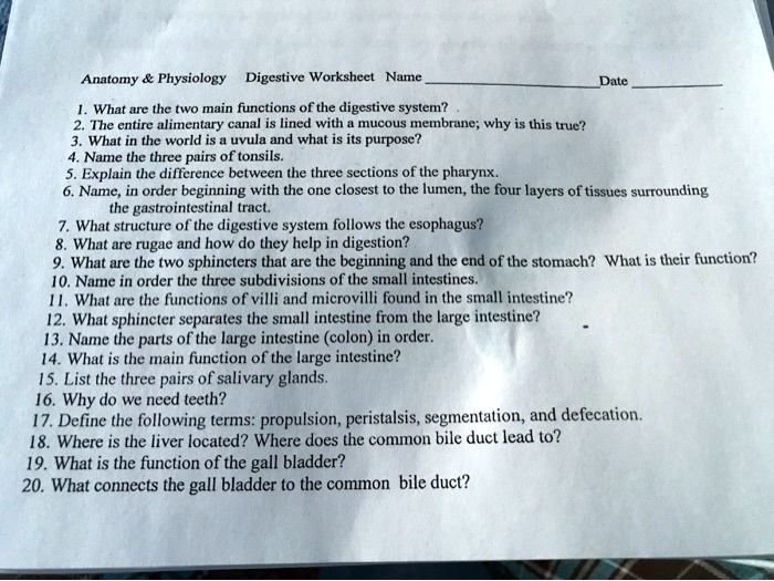 Anatomy Physiology Digestive Worksheet Name 1. What are the two main ...