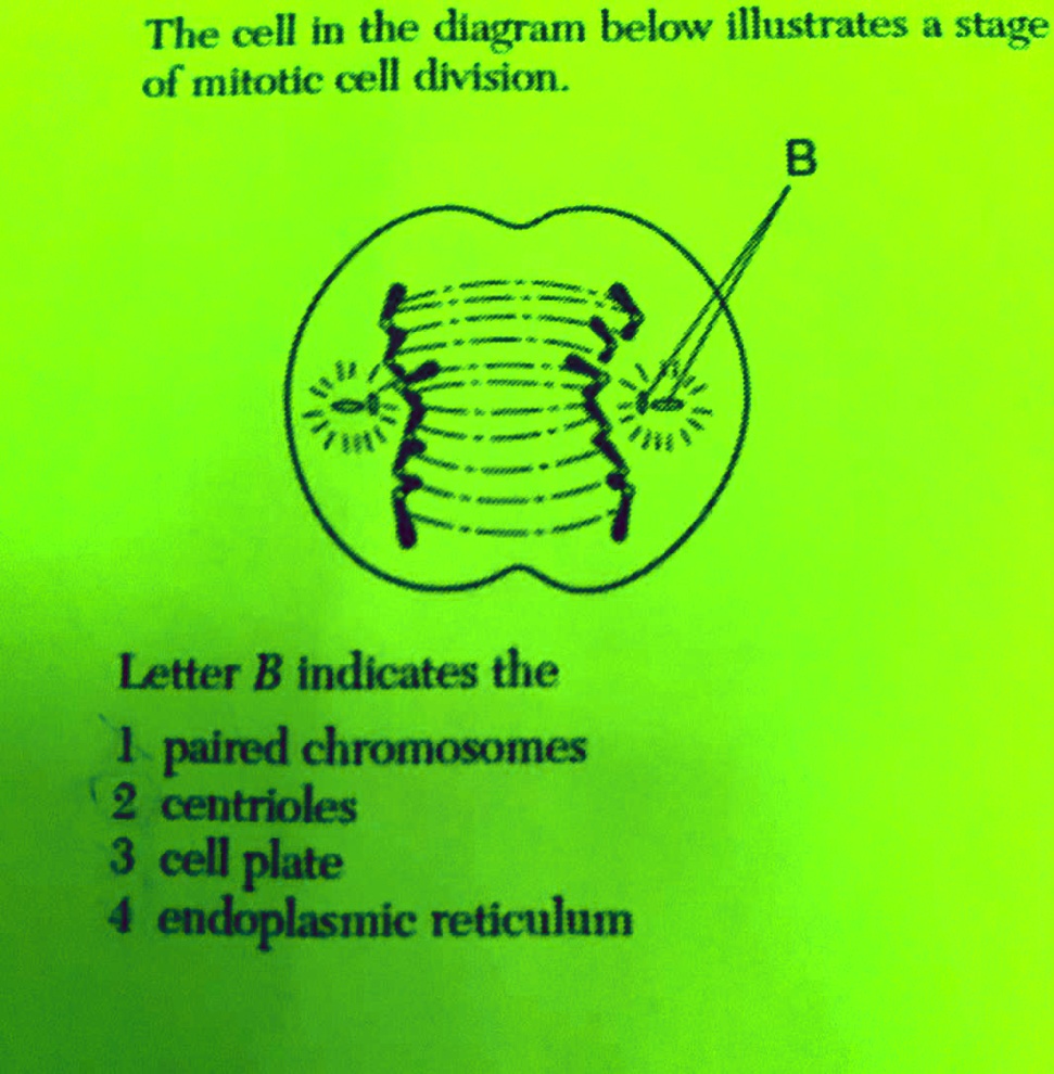 SOLVED: 'The cell in the diagram below illustrates a stage of mitotic ...