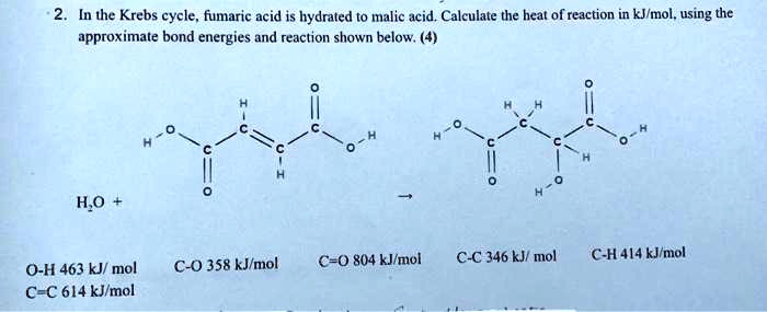 SOLVED: In the Krebs cycle; fumaric acid is hydrated t0 malic acid ...