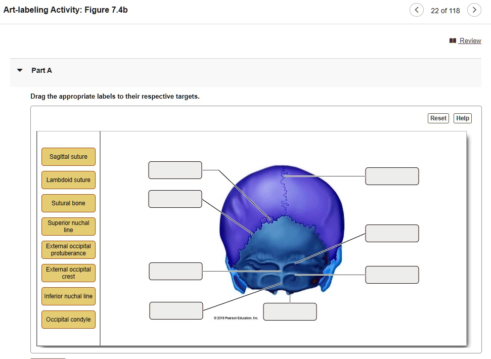 art labeling activity figure 74b 22 of 118 review part a drag the ...