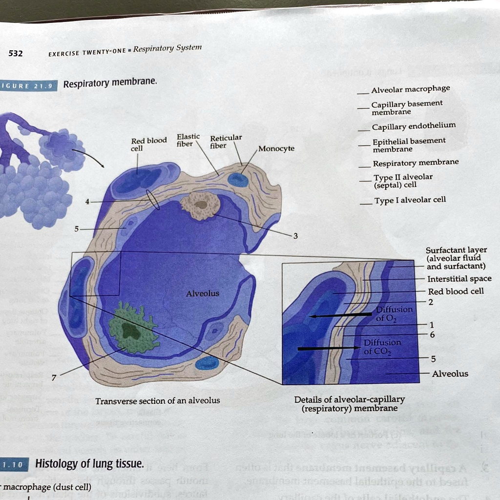 532 EXERCISE TWENTY-ONE Respiratory System IGURE 21.9 Respiratory ...