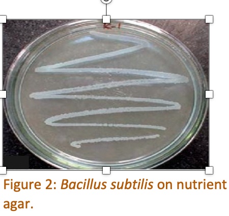 figure 2 bacillus subtilis on nutrient agar 00758