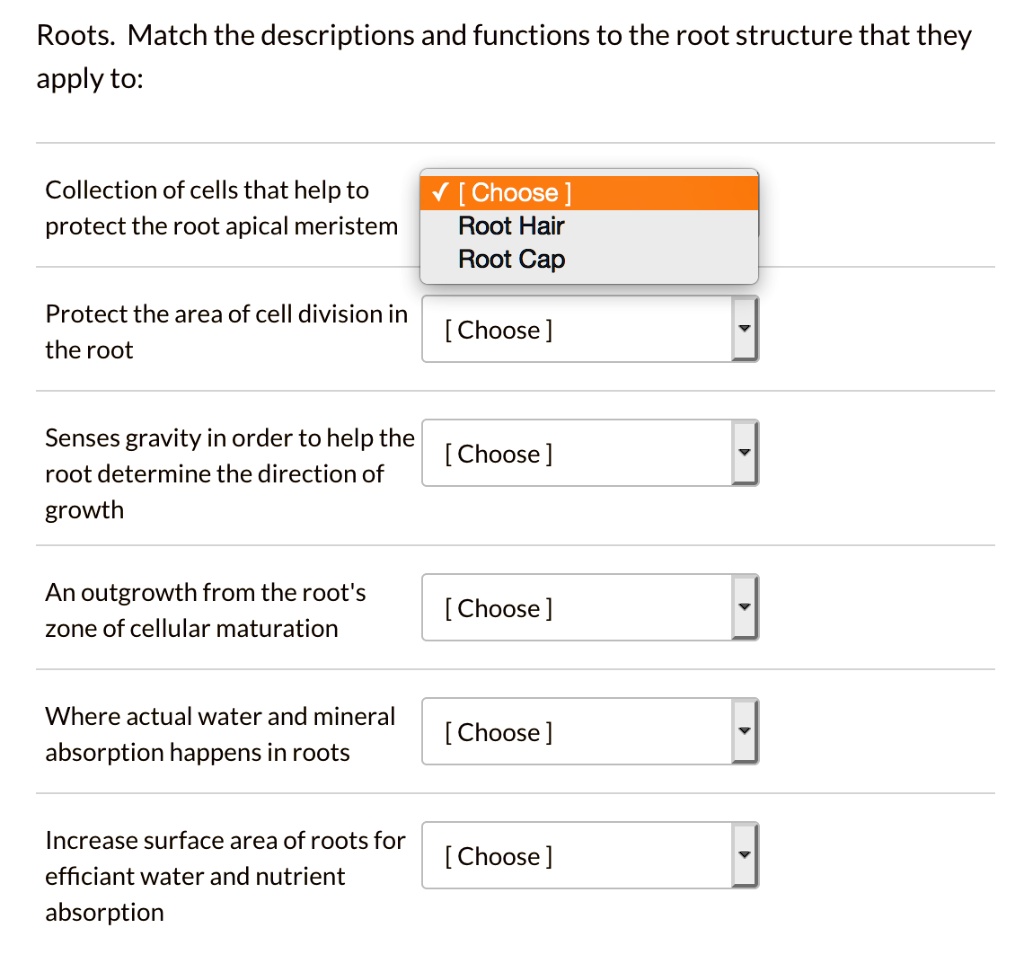 Roots. Match the descriptions and functions to the root...