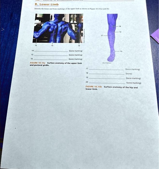 [GET ANSWER] B. Lower Limb Identify the bones and bone markings of the ...