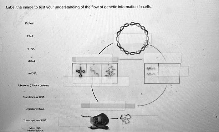 Label the image to test your understanding of the flow of...