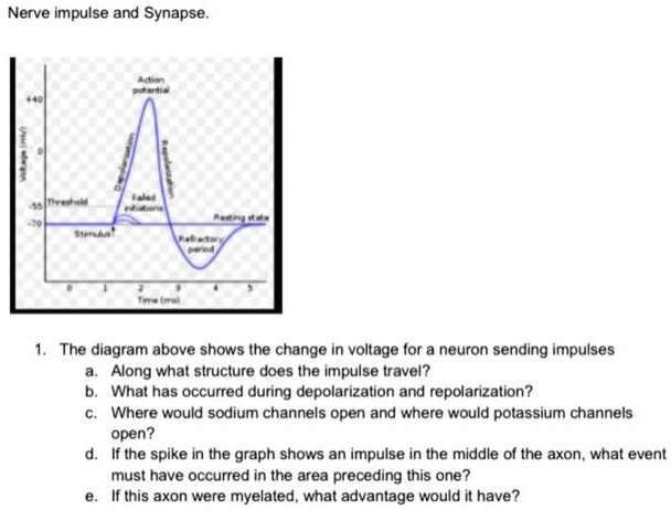Nerve impulse and Synapse. 1. The diagram above shows the change in ...