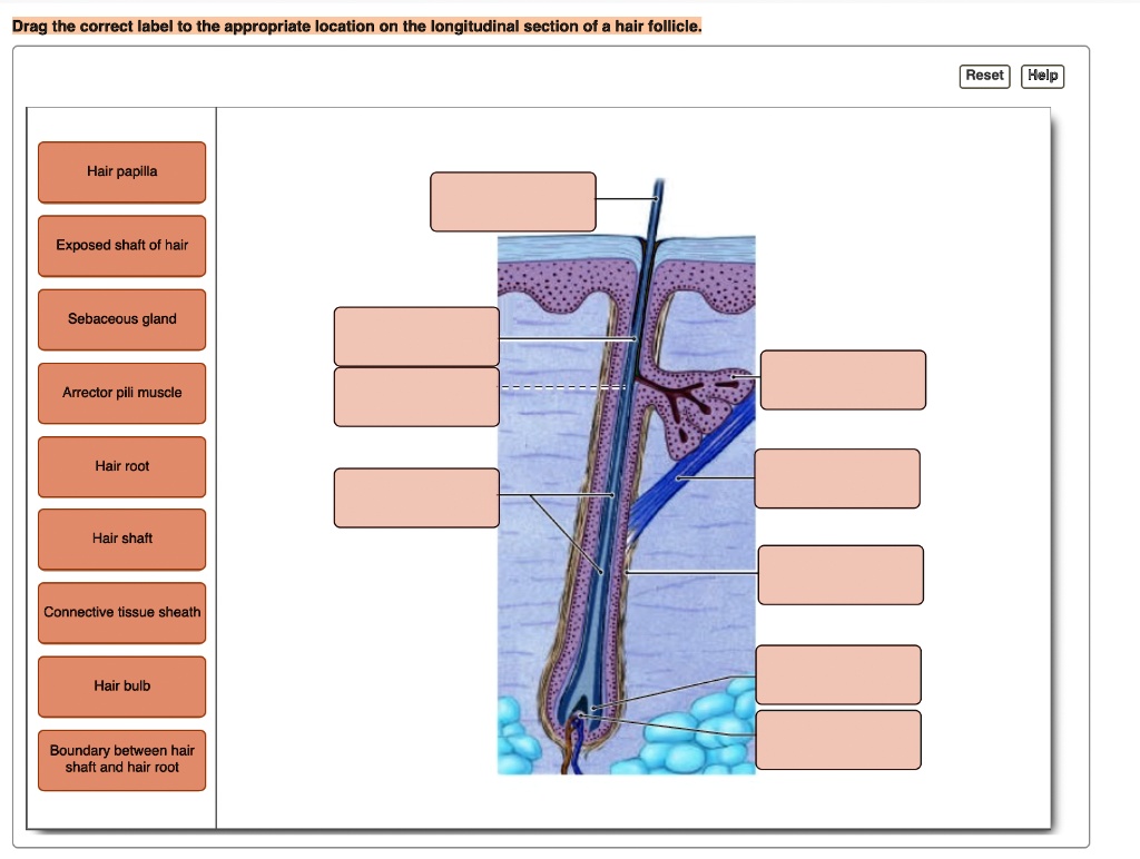 Drag the correct label to the appropriate location on the longitudinal ...