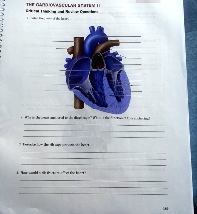 SOLVED: THE CARDIOVASCULAR SYSTEM II Critical Thinking and Review ...