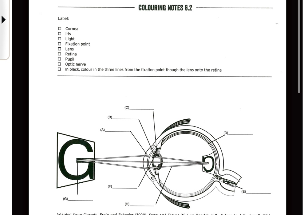 Label: Cornea Iris Light COLOURING NOTES 6.2 Fixation point Lens Retina ...