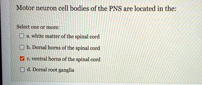 Motor neuron cell bodies of the PNS are located in...