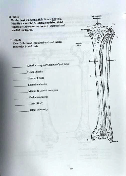 SOLVED: D. Tibia: Be able to distinguish a right from a left tibia ...