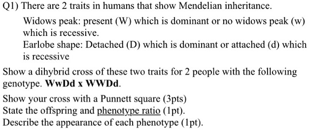 q1 there are 2 traits in humans that show mendelian inheritance widows ...