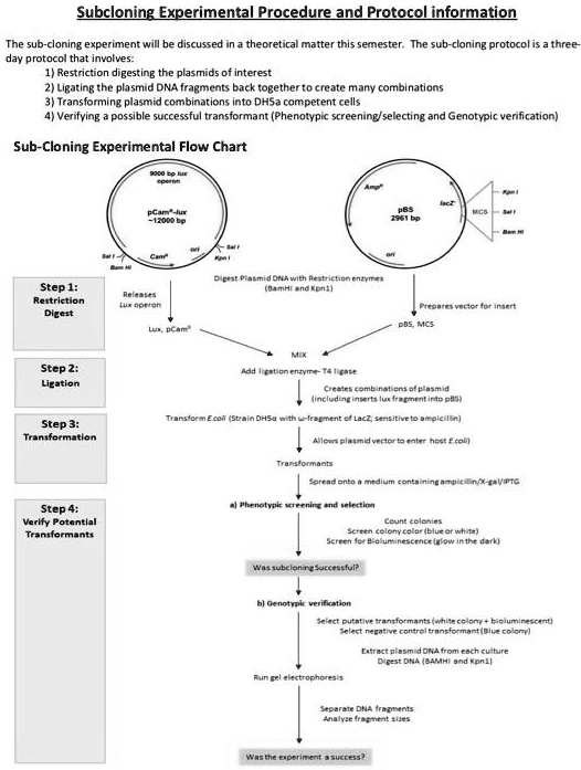 SOLVED: Subcloning Experimental Procedure and Protocol Information The ...