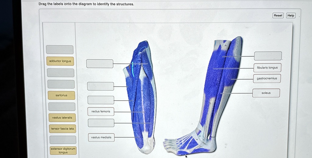 Drag the labels onto the diagram to identify the structures...