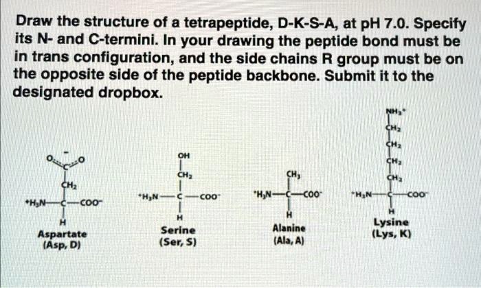 SOLVED: Draw the structure of a tetrapeptide, D-K-S-A, at pH 7.0 ...
