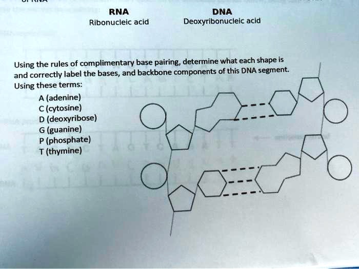SOLVED: RNA DNA Ribonucleic acid Deoxyribonucleic acid Using the rules of complimentary base ...