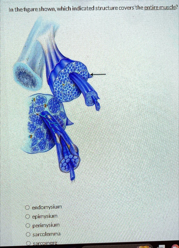 In the figure shown, which indicated structure covers the entire muscle ...