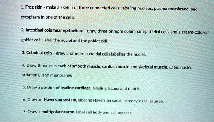 Frog skin: Make a sketch of three connected cells, labeling the nucleus ...