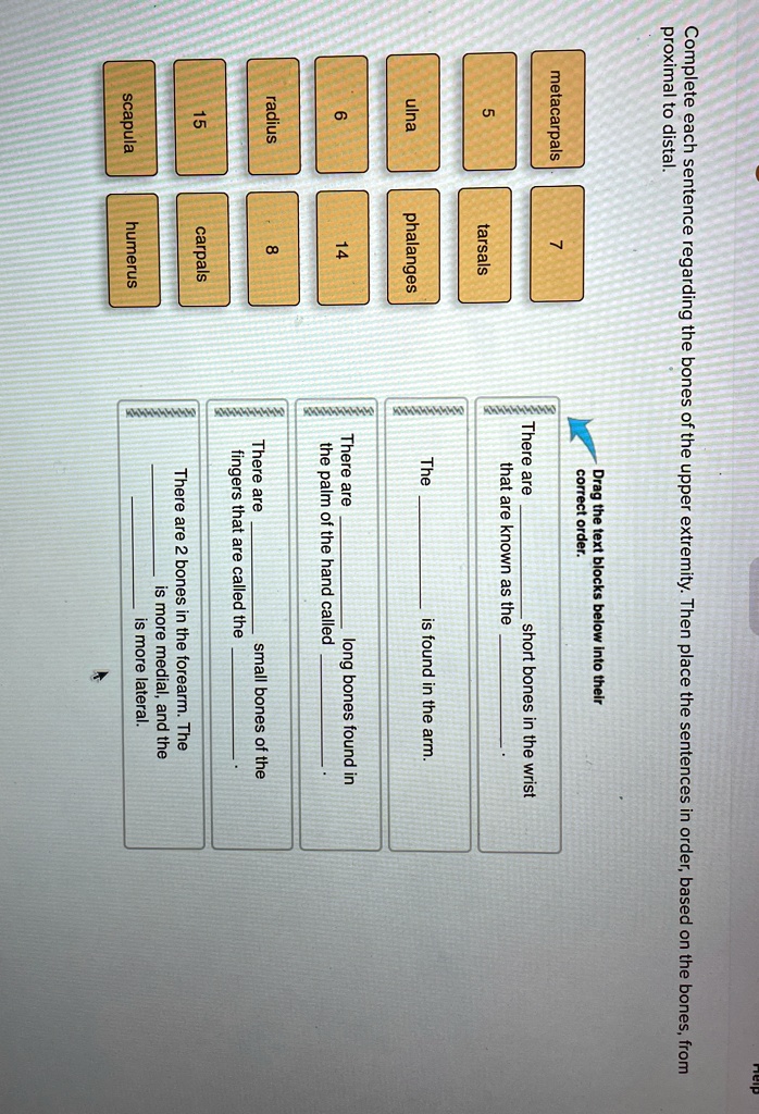 complete each sentence regarding the bones of the upper extremity then ...