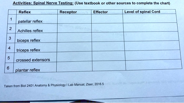 SOLVED: Activities: Spinal Nerve Testing: (Use textbook or other ...