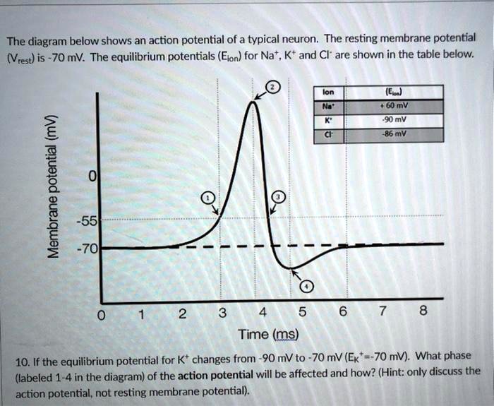 the diagram below shows an action potential of a typical neuron the resting membrane potential ...