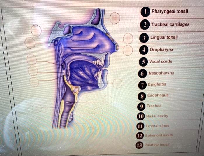 SOLVED: Pharyngeal tonsil Tracheal cartilages Lingual tonsil Oropharynx ...