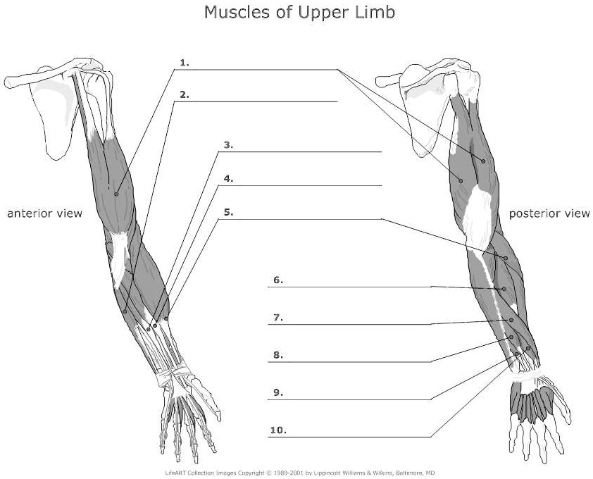 SOLVED: What are the muscles of the upper limb? Muscles of the Upper ...