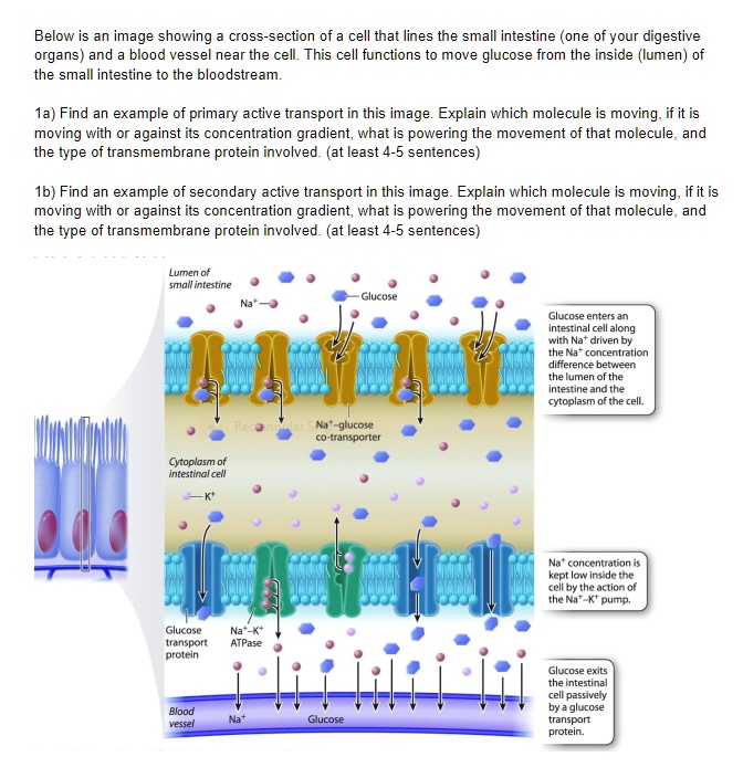 SOLVED:Below is an image showing cross-section of cell that lines the ...