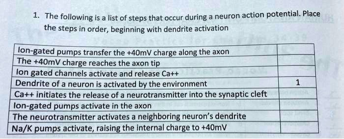 SOLVED: The following is a list of steps that occur during neuron ...