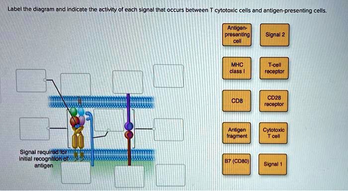 SOLVED: Label the diagram and indicate the activity each signal that ...