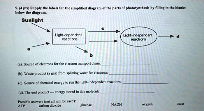 SOLVED: 5.(4 pts Supply the labels for the simplified diagram of the ...