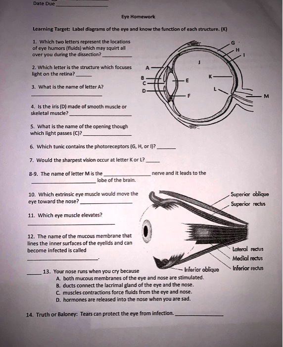 SOLVED: Eye Questions Date Due: Eye Homework Learning Target: Label ...