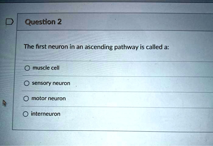 SOLVED: Question 2 The first neuron in an ascending pathway is called a: muscle cell sensory ...