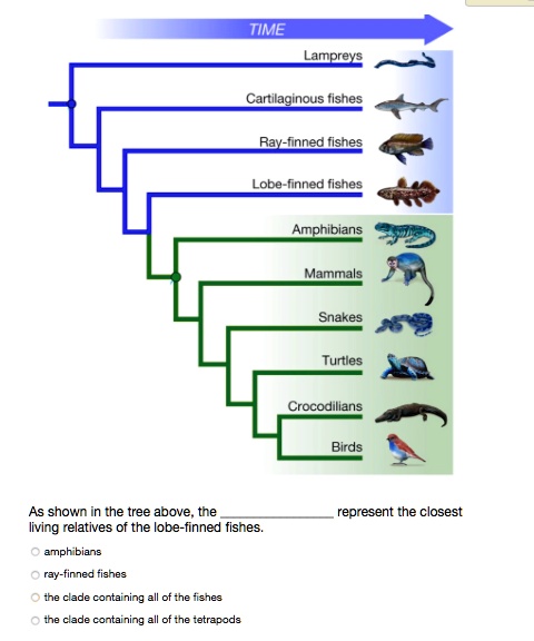 SOLVED:TIME Lampreys Cantlaginous fishes Ray-inned fishes Lobe-finned ...