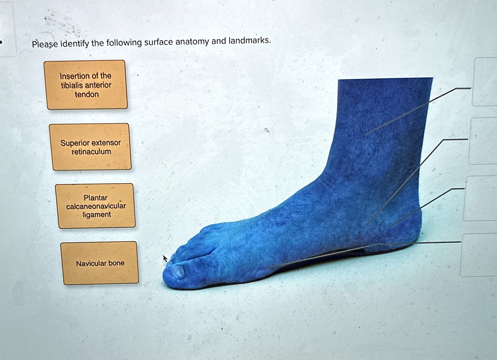 please identify the following surface anatomy and landmarks insertion ...