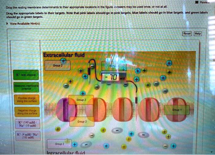 Review Drag the resting membrane determinants to their appropriate ...