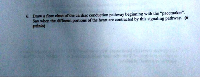 SOLVED: Draw flow chart of the cardiac conduction pathway beginning ...