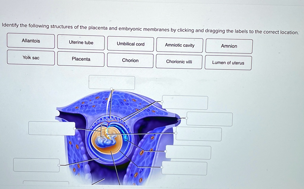 Identify the following structures of the placenta and embryonic ...