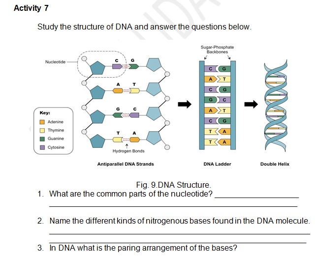 SOLVED: Activity 7 Study the structure of DNA and answer the questions ...