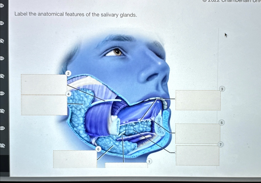 [GET ANSWER] Label the anatomical features of the salivary glands.